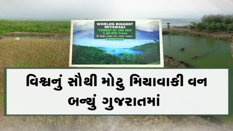 વિશ્વનું સૌથી મોટું મિયાવાકી વન બન્યું ગુજરાતમાં, 27 દિવસમાં જ સવા લાખ ...