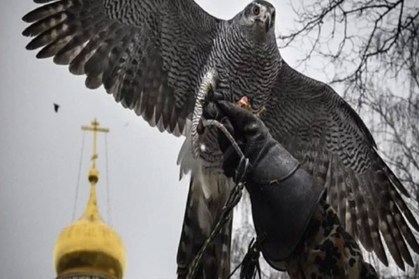 eagle-owls-is-guarding-russian-president-vladimir-putin-house-kremlin ...