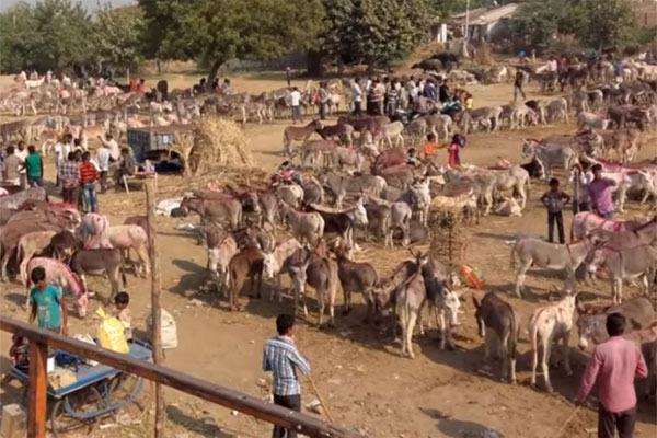 આ કારણે જાણીતો છે ધોળકાનો વૌઠા મેળો, અચૂક લો મુલાકાત | Know the ...