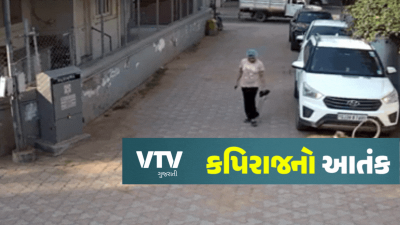 અમદાવાદમાં કપિરાજે ઉત્પાત મચાવ્યો, વૃદ્ધ મહિલા પર અચાનક હુમલો
