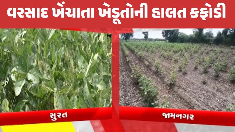 અપૂરતા વરસાદ ઉપરથી પાકમાં જીવાતનો ઉપદ્રવ, 10 કલાકની કાપવાળી વીજળી ...