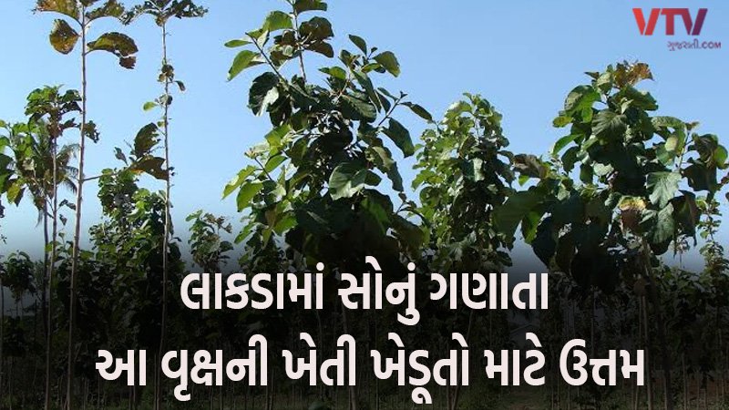 ખેતરને શેઢે લાકડામાં સોનું ગણાતાં આ વૃક્ષની ખેતી તમને આંતર પાક સાથે ...