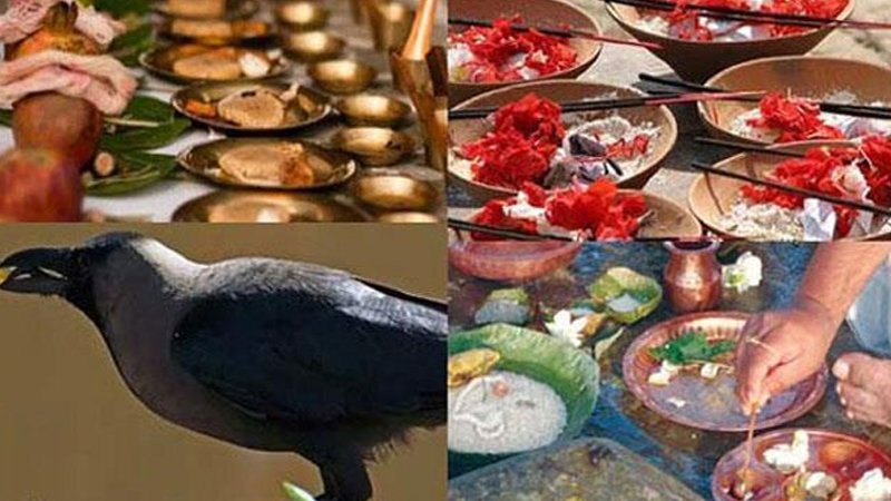 પિતૃ કૃપા મેળવવા માંગો છો? આ મૂંગા જીવોને પ્રેમથી કરાવો ભોજન તો પિતૃઓ ...