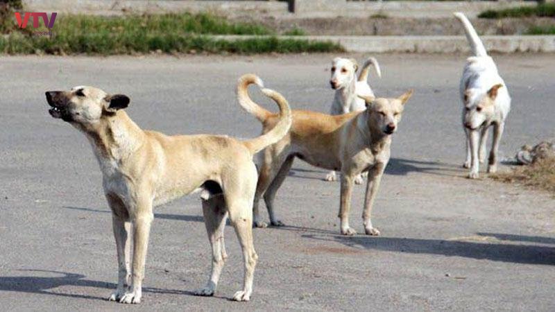 ખતરનાક રખડતાં શ્વાનને મારવાની પરમીશન આપો: સુપ્રીમ કોર્ટ પહોંચી ગઈ આ ...