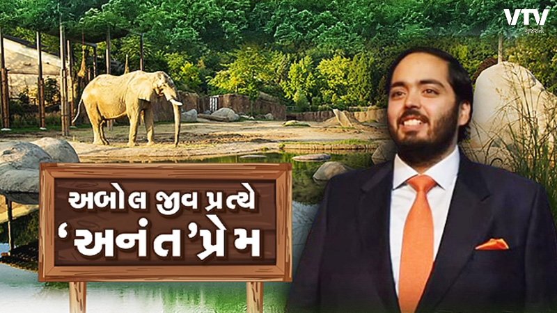 અંબાણી પરિવારનું સાચું રતન 'અનંત'! કતલખાનેથી રૂપિયા આપી જીવોને છોડાવ્યા ...