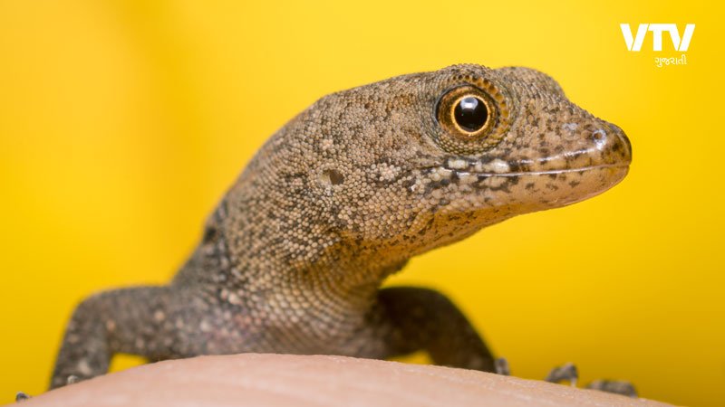 ઘરમાં ગરોળી હોવી શુભ કે અશુભ સંકેત? 90 ટકા લોકો નહીં જાણતા હોય આ વાત ...