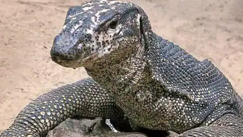 વિકૃતીની પરકાષ્ઠા ! જંગલમાં ઘુસીને ચાર શિકારીઓએ ઘો પર કર્યો ગેંગરેપ ...