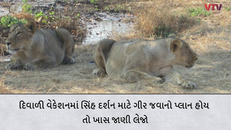 દિવાળી વેકેશનમાં સિંહ દર્શન માટે ગીર જવાનો પ્લાન હોય તો આ વાત જાણી લેજો ...