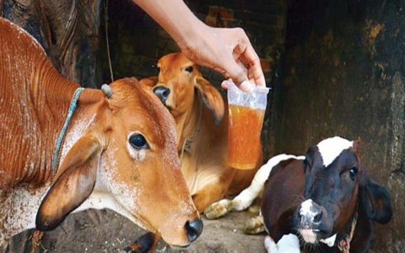 gomutra-ark-and-ayurvedic-and-religious-uses-of-gomutra