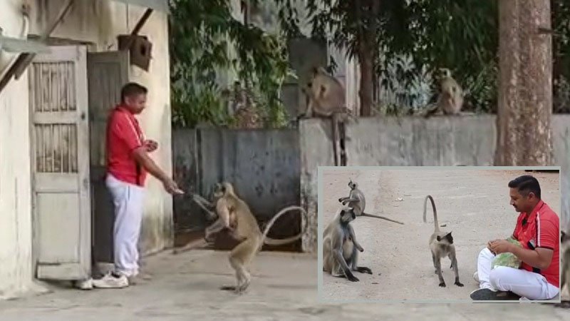 સાથે બેસીને ભોજન લે છે ગુજરાતનાં આ PSI અને કપિરાજ, કહ્યું દરવાજો બંધ ...