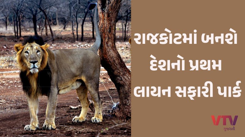 રંગીલા રાજકોટમાં દેશનો પ્રથમ લાયન સફારી પાર્ક બનશે, મોદી સરકારે આપી ...