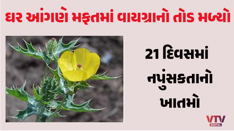 પરણેલા પુરુષોની નસ-નસમાં ઘોડા જેવી તાકાત ભરી દેશે આ છોડ, 21 દિવસમાં ...