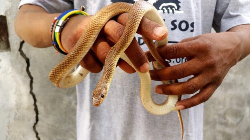 Rise in Temperature Draws Out Snakes in Vadodara | Rise in Temperature ...