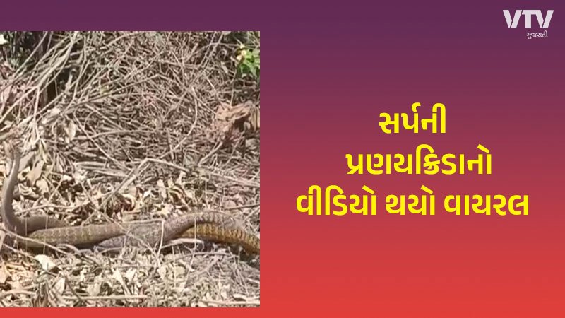 મહીસાગર: બે સાપ પ્રણય ક્રીડા, ધામણ સાપની જોડી હોવાનું અનુમાન ...