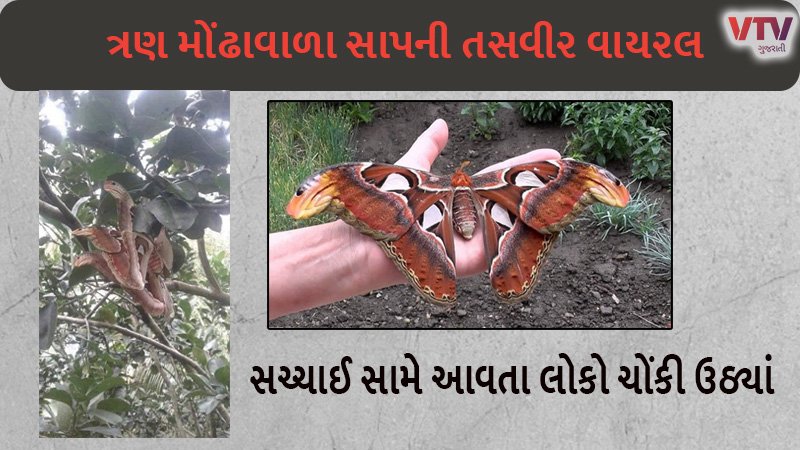 દુનિયામાં પહેલી વાર ત્રણ મોંઢા વાળો સાપ દેખાયો, સચ્ચાઈ સામે આવતા સ્તબ્ધ ...
