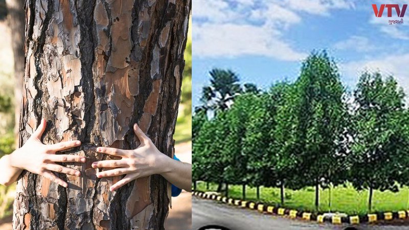 વૃક્ષને ગળે મળવાના 1500!, ભારતમાં આ કંપનીની જાહેરાતે ઈન્ટરનેટ ગાડું ...