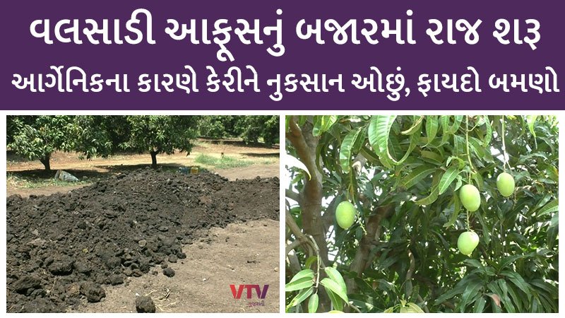 વલસાડની આફૂસ કેરીની બજારમાં એન્ટ્રી, ખેડૂતોને મળી રહ્યા છે માંગ્યા ભાવ ...