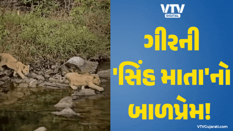 મા એટલે મા! ગીરના જંગલમાં સિંહણે આવી રીતે પોતાના સિંહબાળને નદી પાર ...
